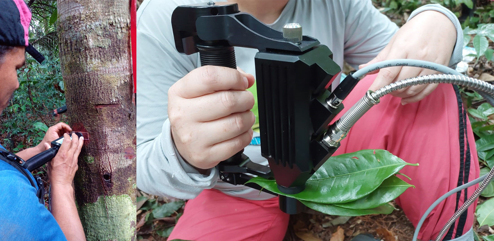 Spectra Pop | Caroline C. Vasconcelos